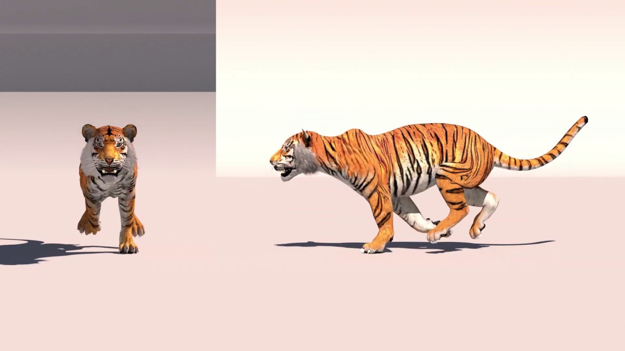Tiger run cycle in Maya - YouTube
