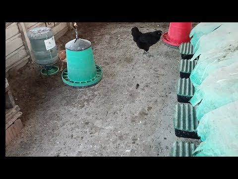 Kümes Zemini Nasıl Olmalı?