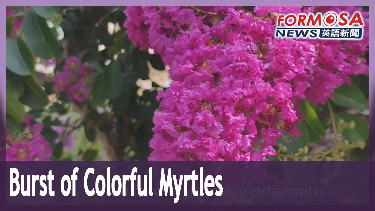 Miaoli garden blooms with hybrid crape myrtles in every color hue ...