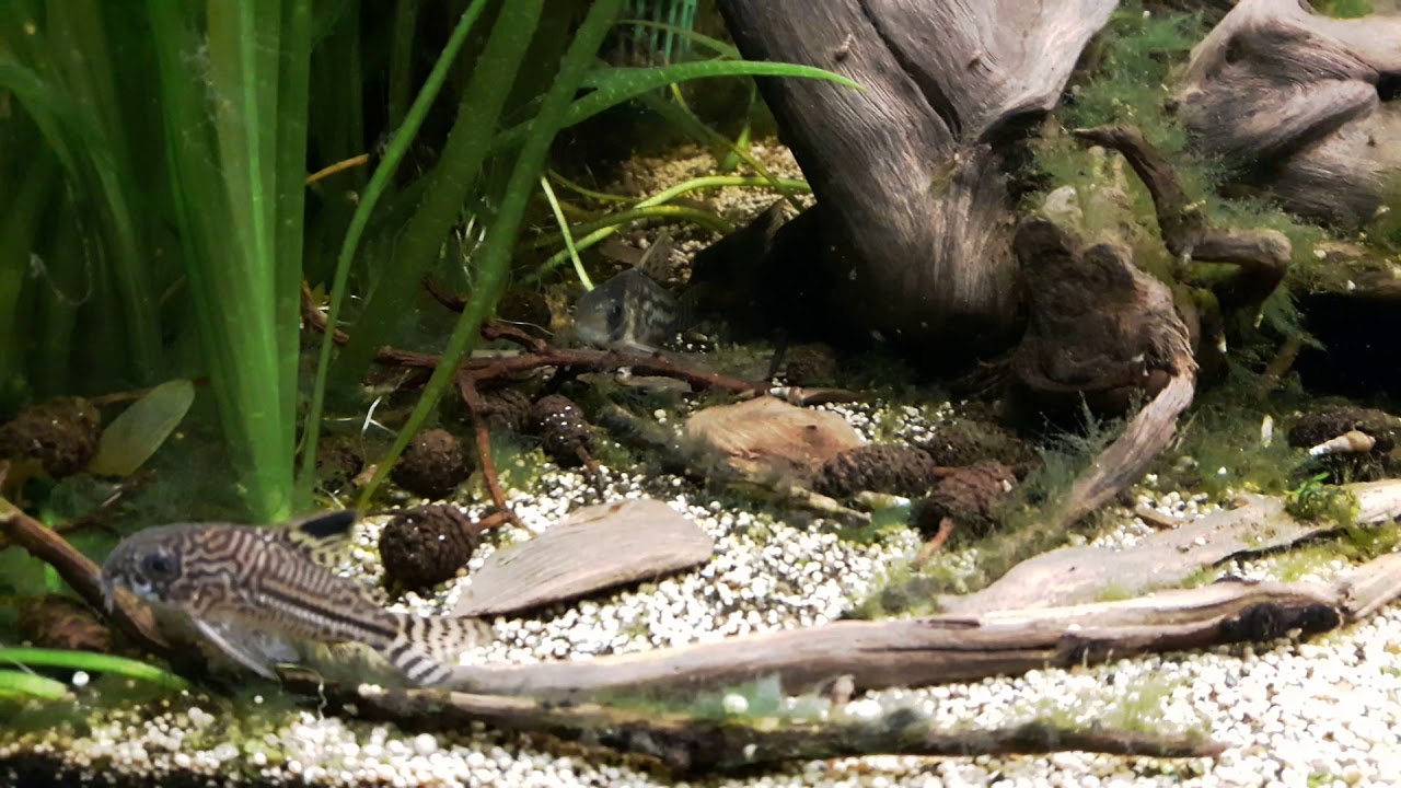 PERU ALTUM / ZUID AMERIKA / BIOTOOP / PERU ALTUMS 9 / SOUTH AMERICA ...