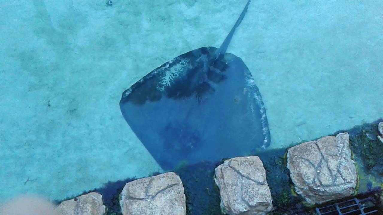 Eye contact with beautiful, harmless Ray - YouTube