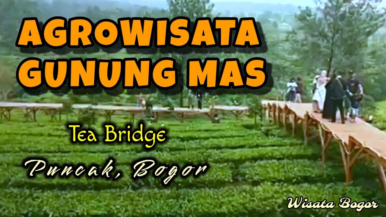 Agrowisata Gunung Mas Puncak Bogor - YouTube
