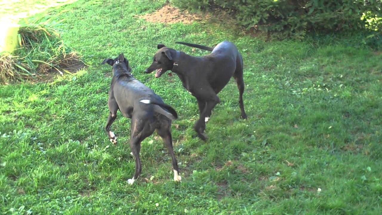 Greyhounds Play Fight - YouTube