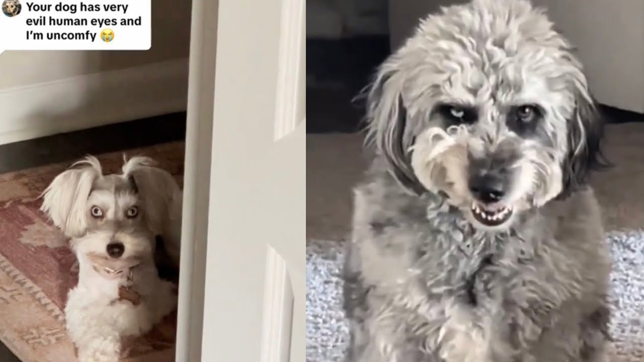 How to Survive a Skinwalker Dog Explained in 5 Minutes 🤯 - YouTube
