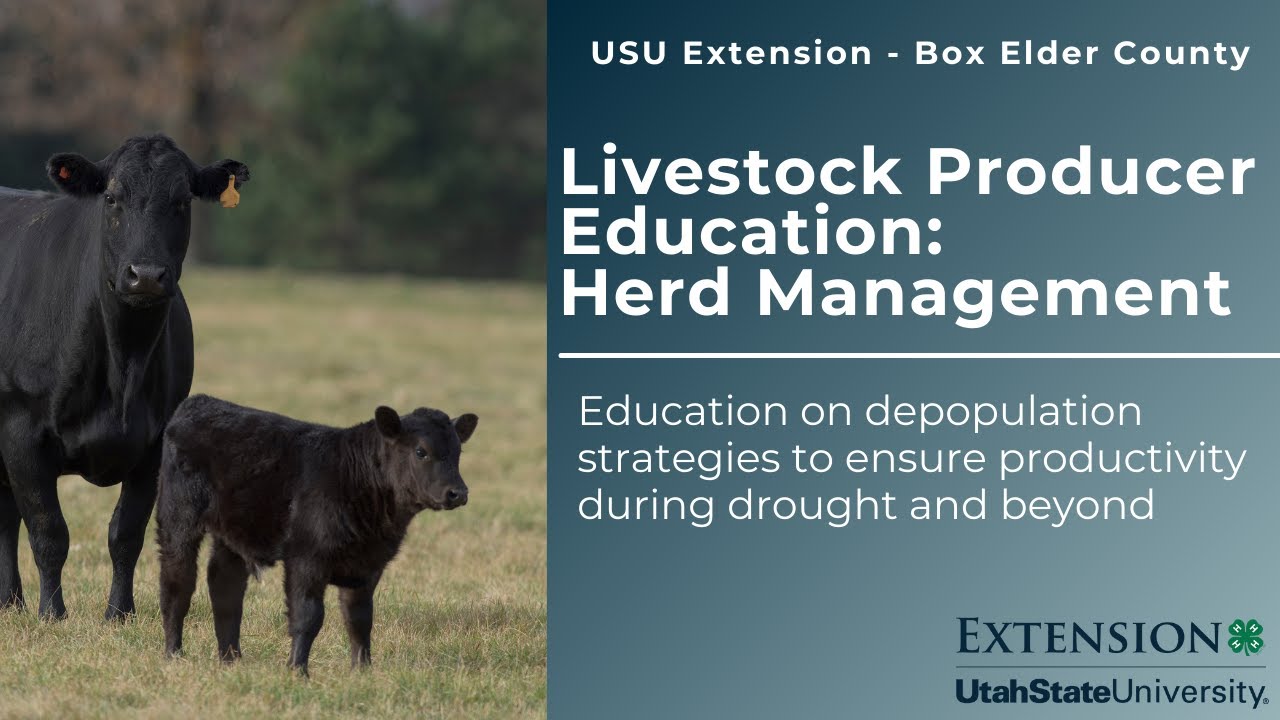 Livestock Producer Series: Herd Management - YouTube