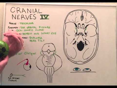 Cranial Nerve IV - Anatomy Lecture for Medical Students - USMLE Step 1 ...