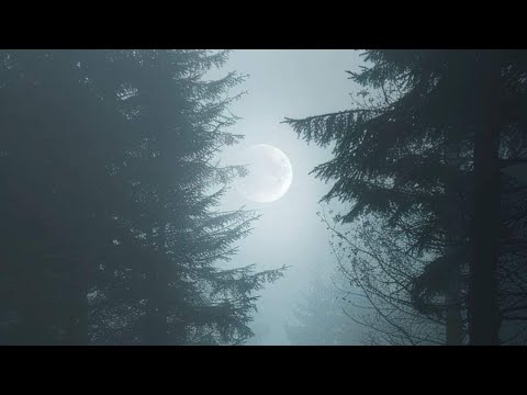 The Darkness of the Cold Forest - YouTube