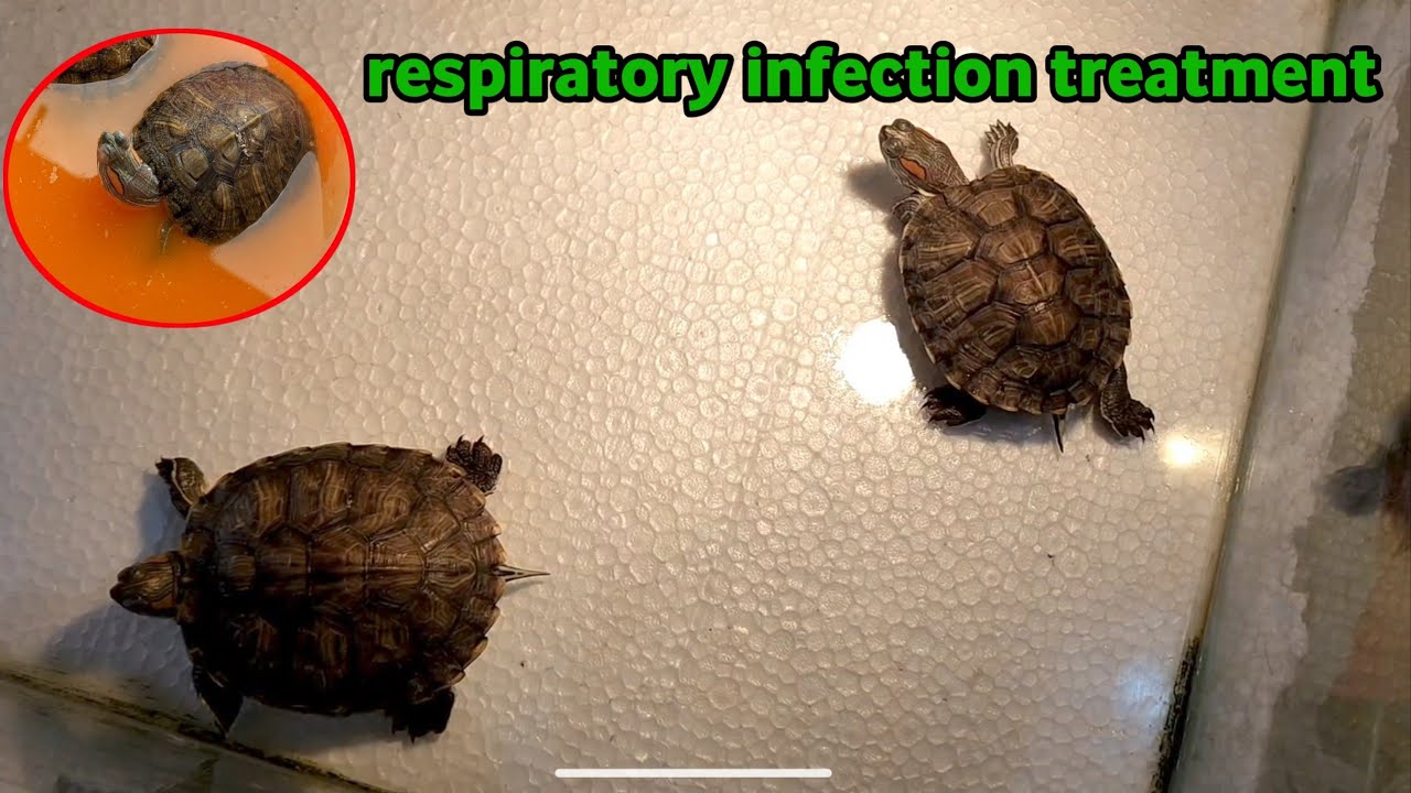respiratory infection treatment for red eared slider Turtle - YouTube