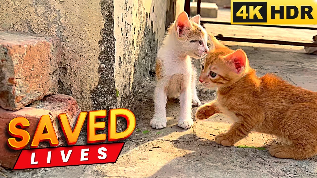 Saved Kittens Meowing | 4K HDR Baby Cat Meow | #kittensplaying - YouTube