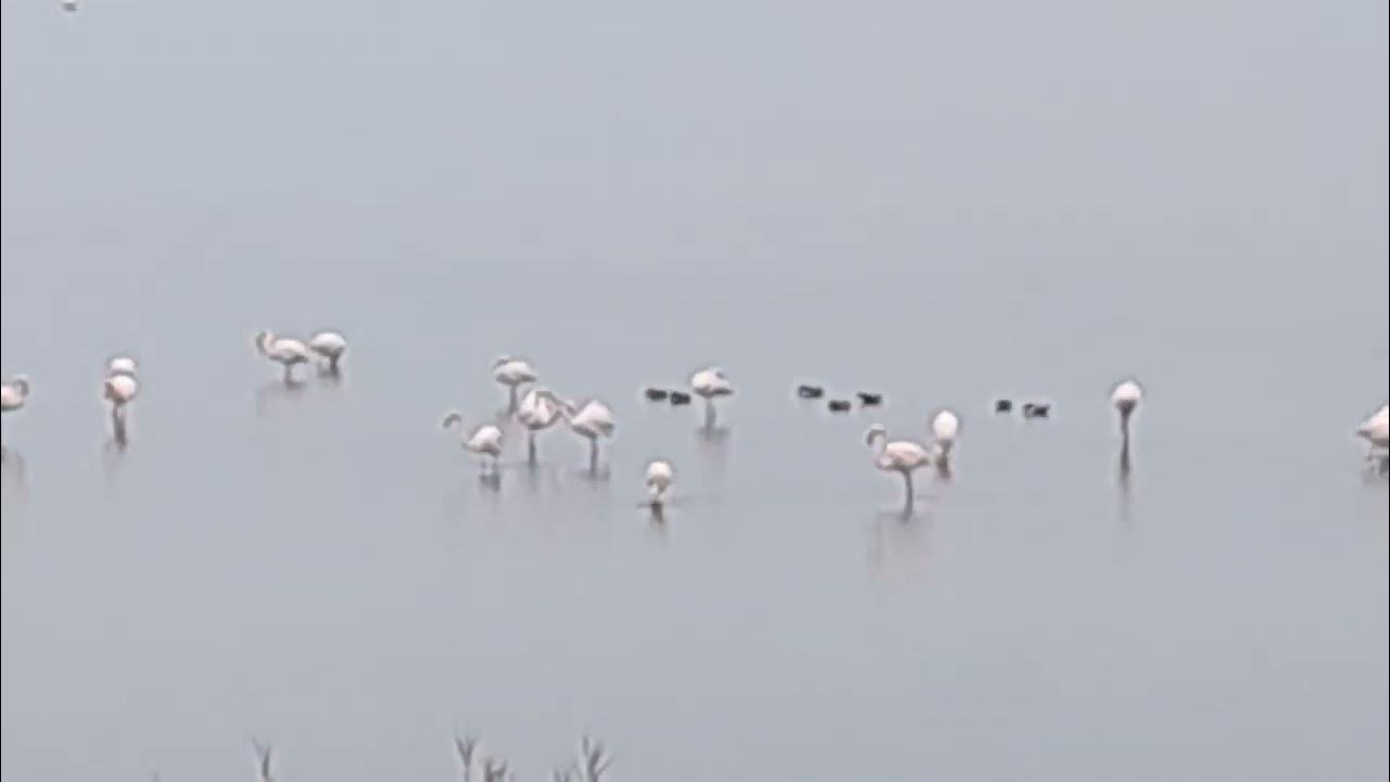 2024-01-04 (I) Naravni rezervat Lagunska ribogojnica - YouTube