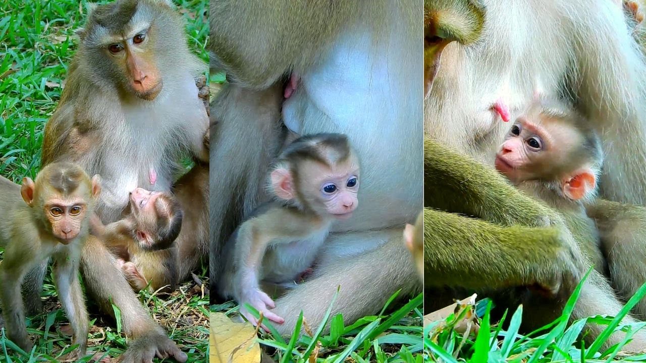 Best clip of Luno monkey comes to che,.ck newborn Lily drinking milk ...