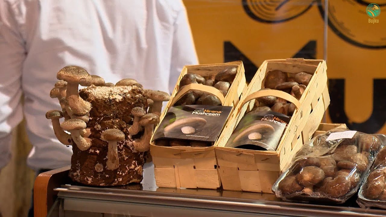 BUJKU – kepurdha japoneze “Shiitake”, ne 2 hektare afer Mitrovices ...