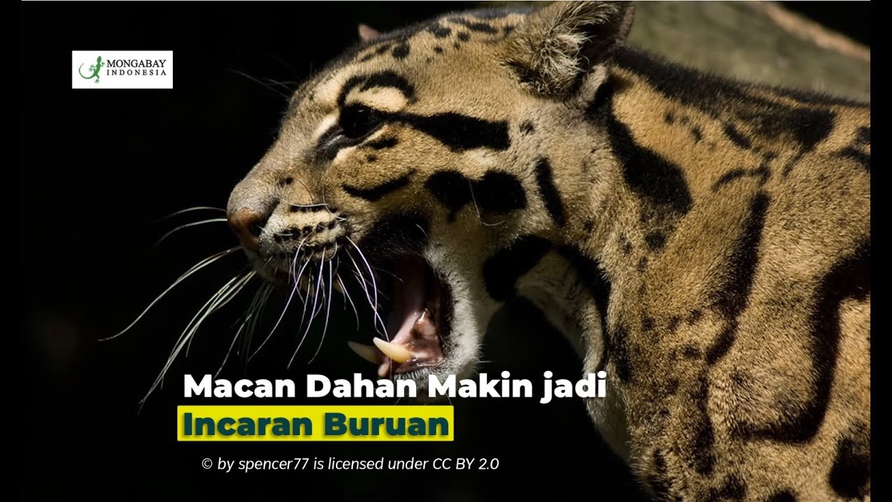 Macan Dahan Makin jadi Incaran Buruan - YouTube