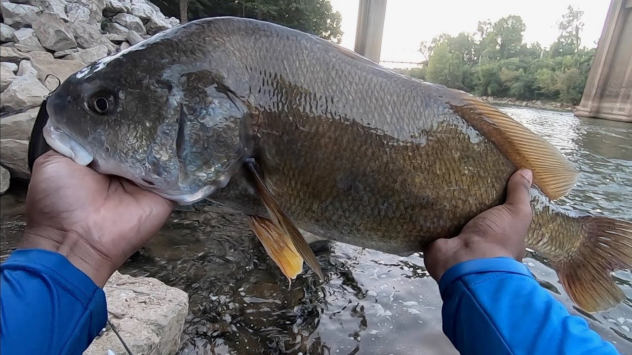 Dinosaur fish (Catch Clean & Cook) (freshwater drum) - YouTube