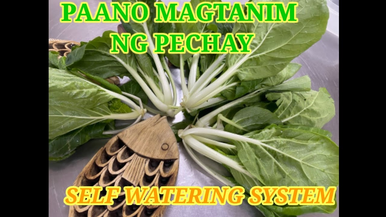PAANO MAGTANIM NG PECHAY in self watering system.. - YouTube