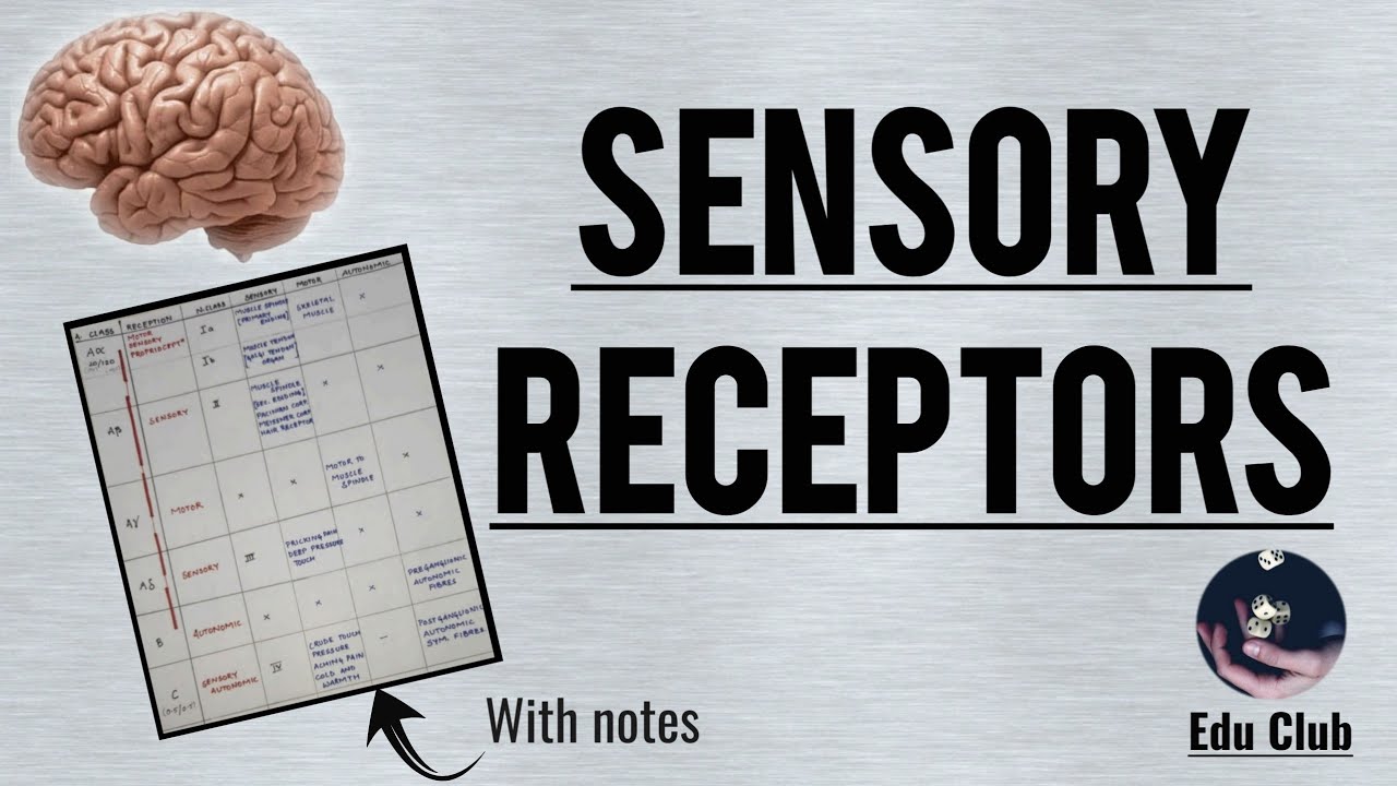 Sensory Receptor - Detailed explanation with PG questions - YouTube