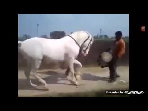 Elazığı Halayı Çeken At