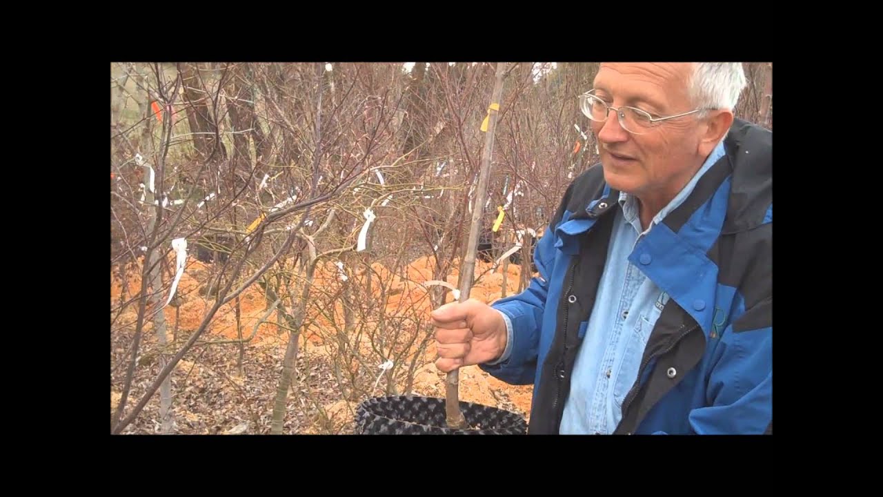Rootmaker Understanding Tree Packaging - YouTube