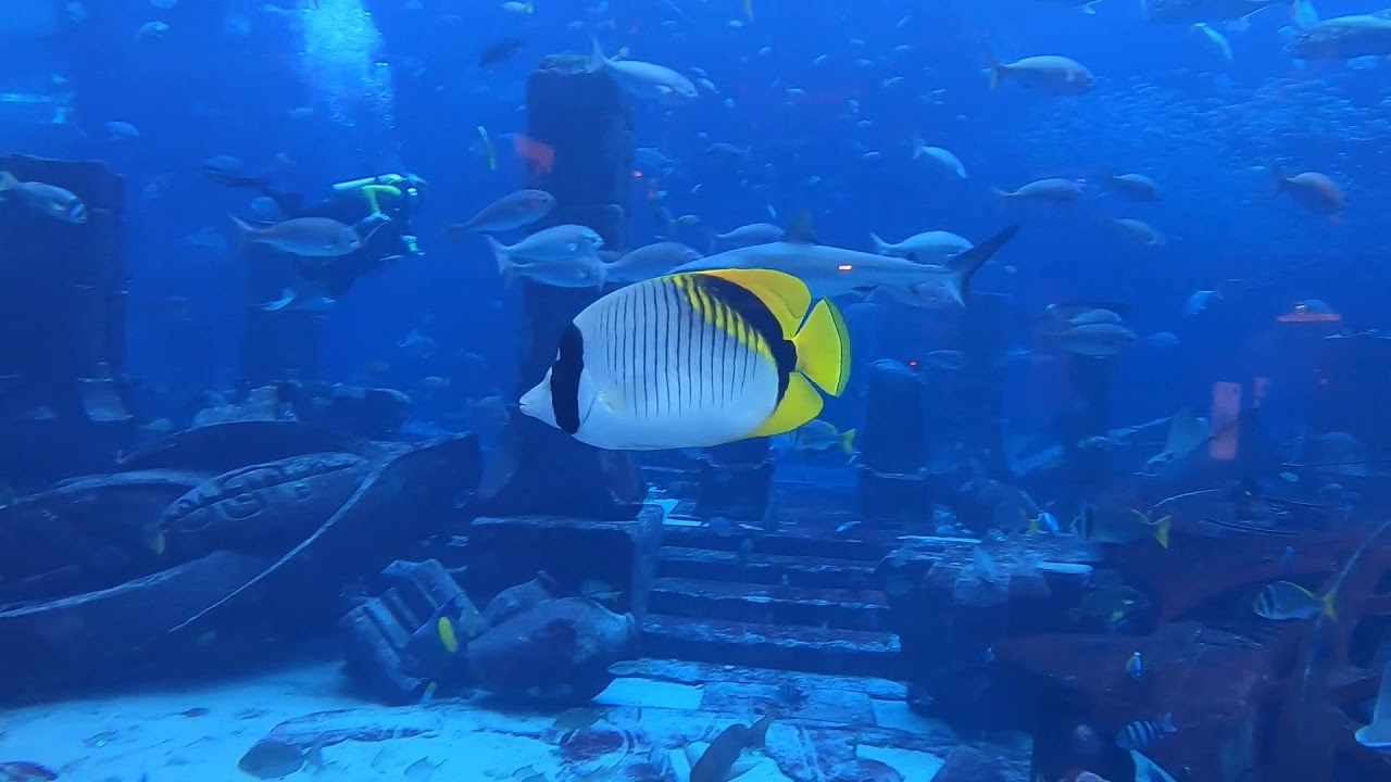 the awesome aquareum - YouTube