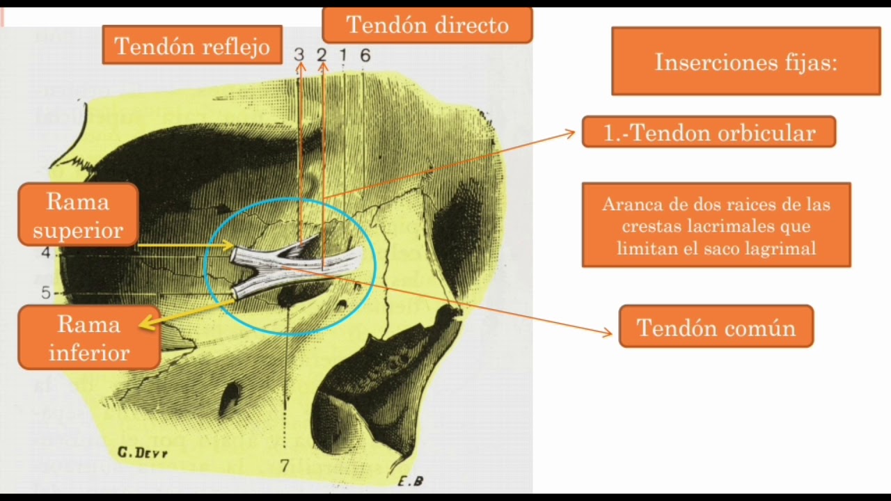 Músculo Orbicular de los Parpados - YouTube