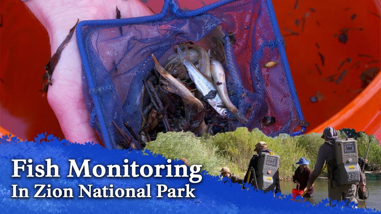Fish Monitoring - Why Federal and State Agencies Zap the Fish in Zion ...