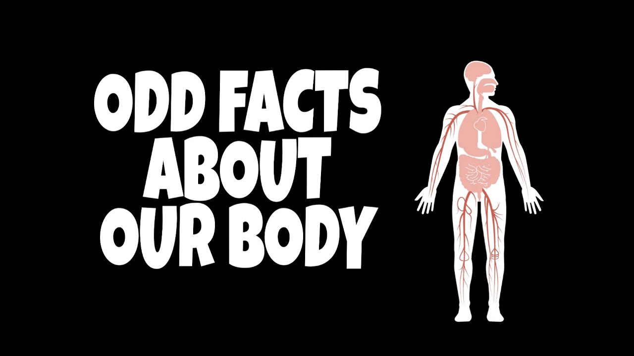 Odd facts about body || fact you must know about our body - YouTube