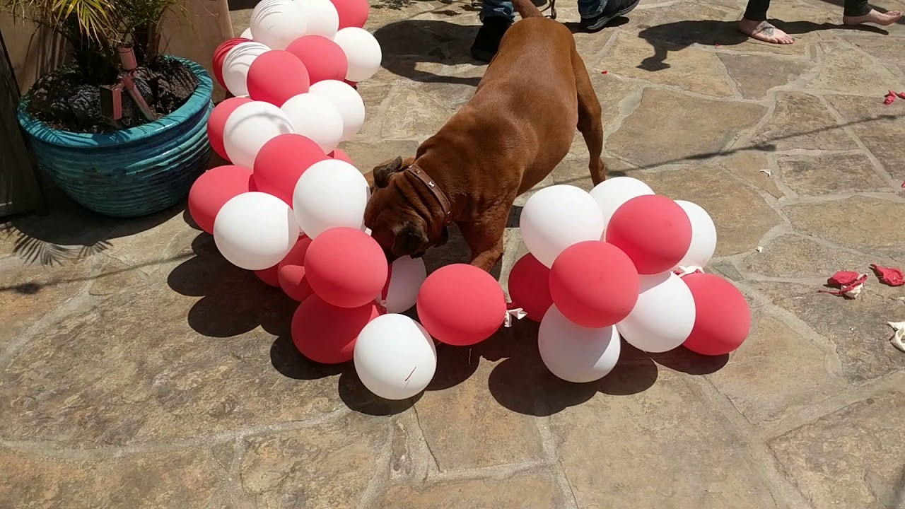 Fastest dog popping balloons - YouTube