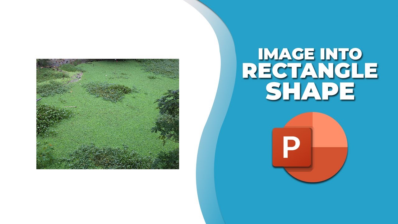 How to crop image into rectangle shape in PowerPoint - YouTube