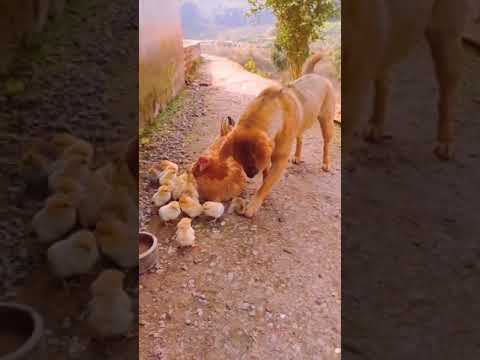 cute kutta😁 - YouTube