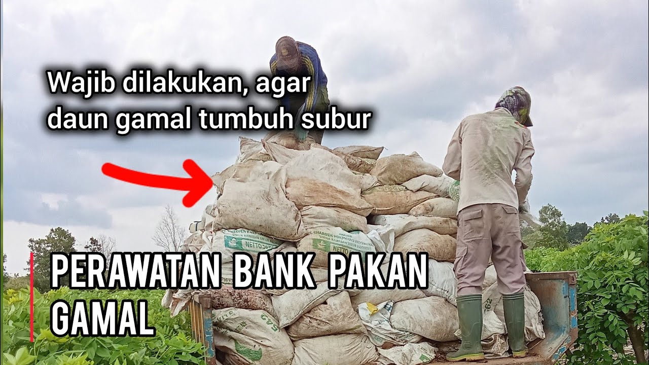 Ramban Gamal untuk Pakan Kambing, Usia 1 Bulan Paska Panen - YouTube