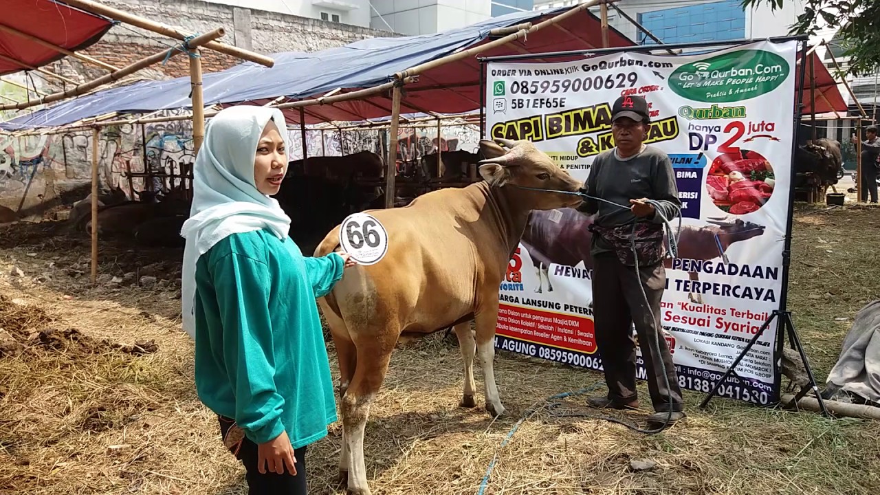 Sapi Bima Qurban 2017 Kode: 66 Rp. 19,5 juta GoQurban.com - YouTube