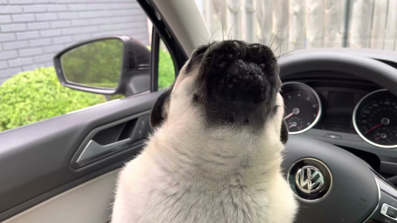 Pug howling - YouTube