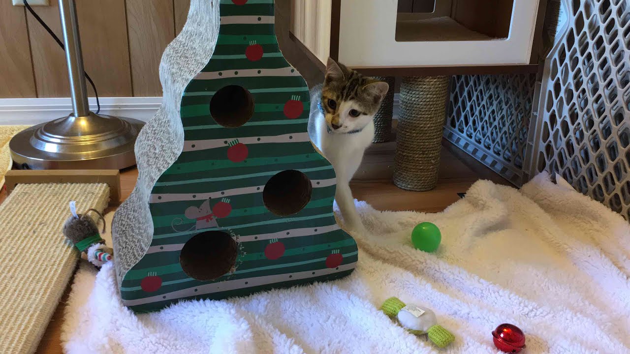 Foster Kittens are Back! Christmas Foster Kitten Room - YouTube