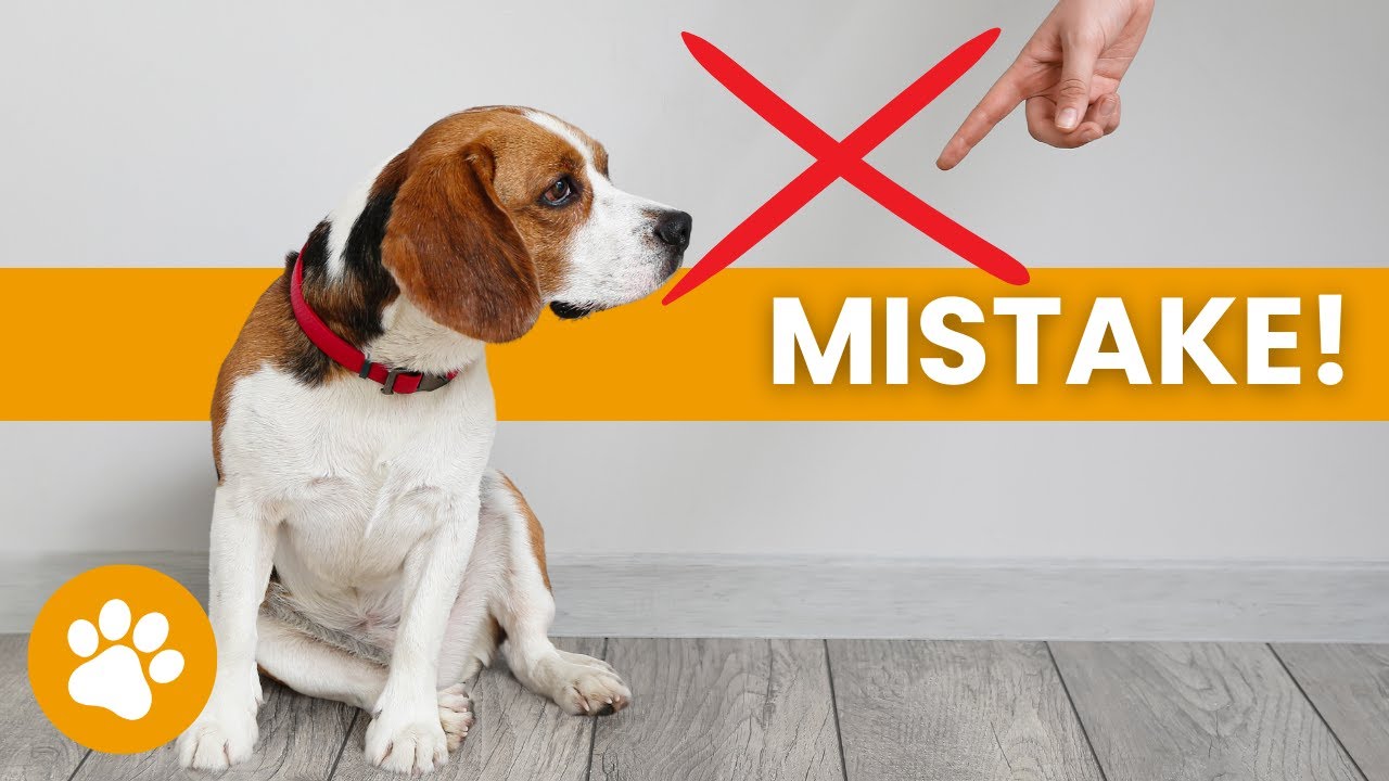 13 Common Mistakes When Scolding Dogs - YouTube