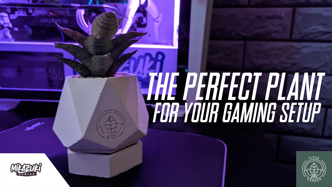 The Perfect Plant for Your Gaming Setup - Ficus Garden - YouTube