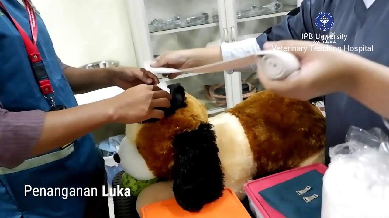 Clinical Skills Centre RSHP FKH IPB University - YouTube