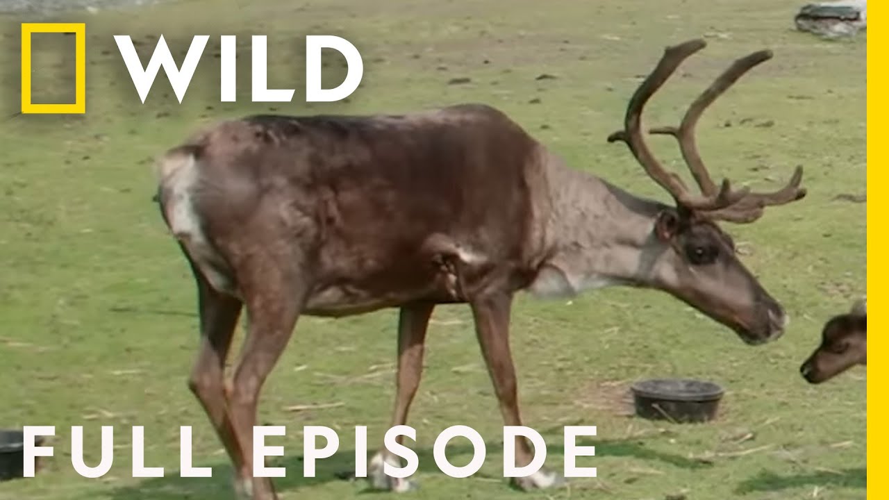Tis the Season for Reindeer! (Full Episode) | Dr. Oakley, Yukon Vet ...