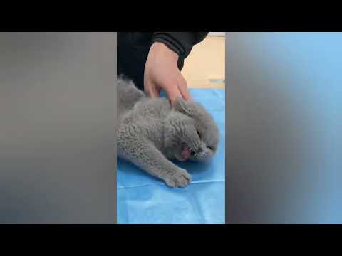 The cat steals fish. Funny video with cats 🤣🤣 - YouTube