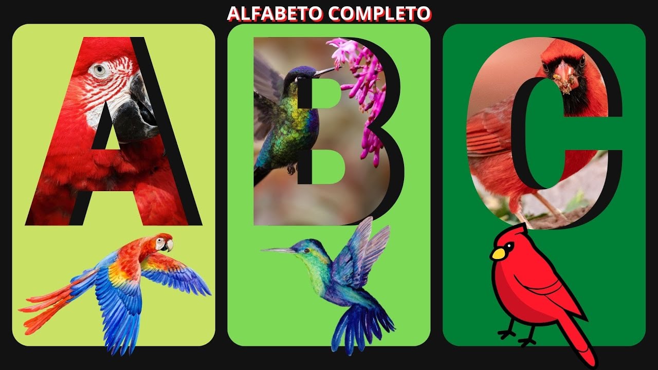 ALFABETO COMPLETO - NOMES DE AVES DE A a Z - CANAL DO THEO STEVAN ...