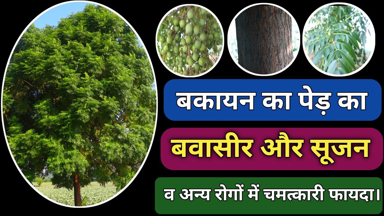 बकायन का पेड़ बवासीर,सूजन,पेट के कीड़ों व अन्य रोगों में फायदा करेगा ...