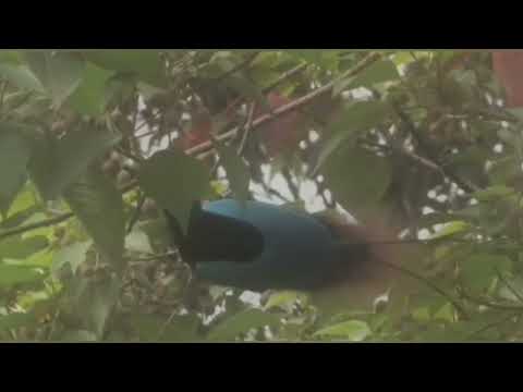 The Exotic Bird-of-Paradise | Nature's Most Beautiful Masterpiece 🦜✨