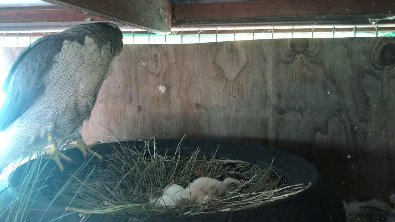 Falconry Goshawk Raising Cooper’s Hawk - YouTube