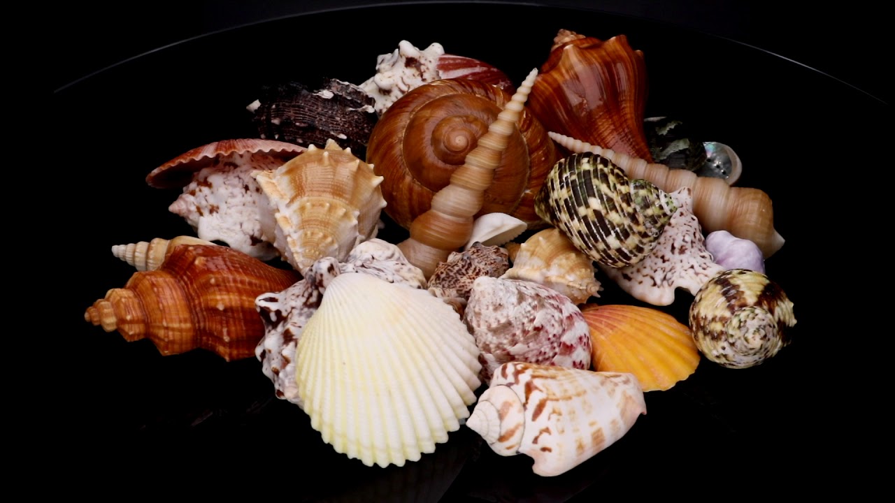 Sea Shells by Seashell Supplies Philippines - YouTube