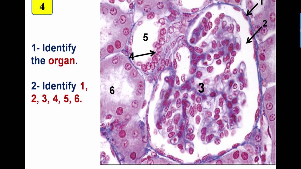 Revision urinary system histology data show 2016 - YouTube