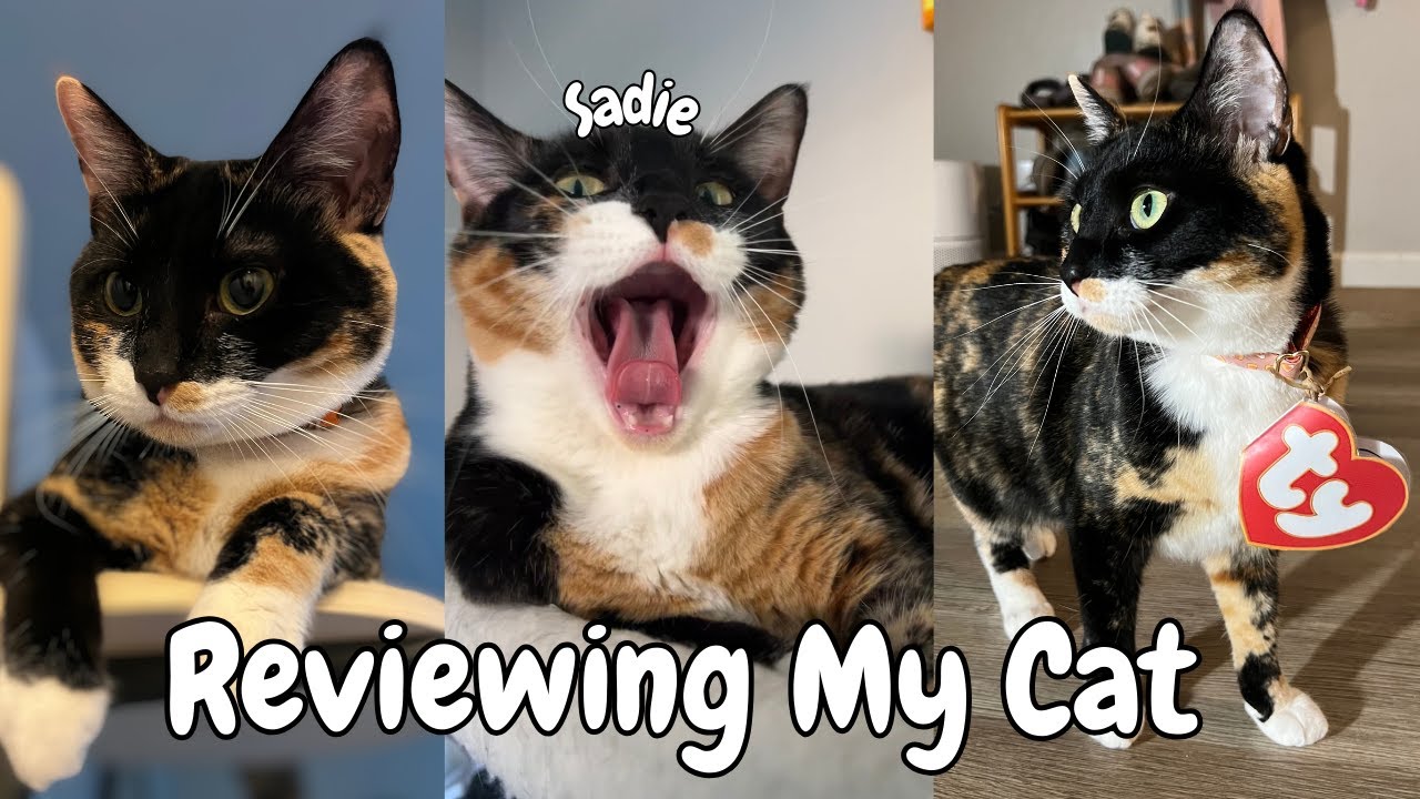 A Full Review of My Cat Sadie (the good, the bad, and all the weird ...