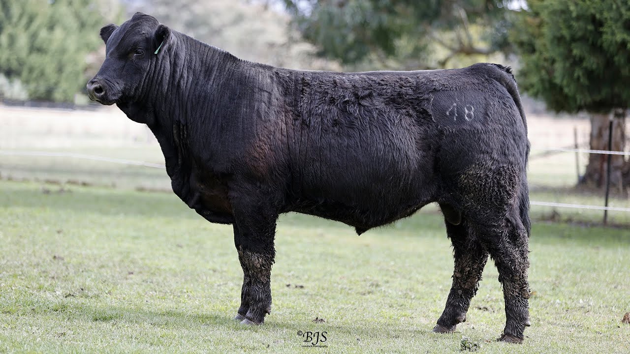 Lot 10 ZMJPU048 VC Simmentals Spring Bull & Female Sale 2024 - YouTube