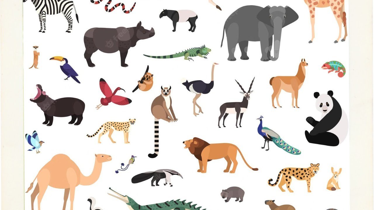 Animals for kids |Animals Starting with R Learn Animal Words That Start ...