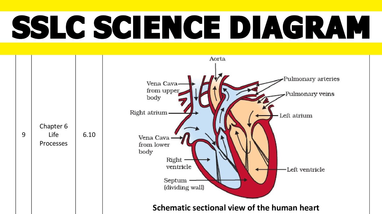 SSLC Science Diagram Class 10 #easylearneducation - YouTube