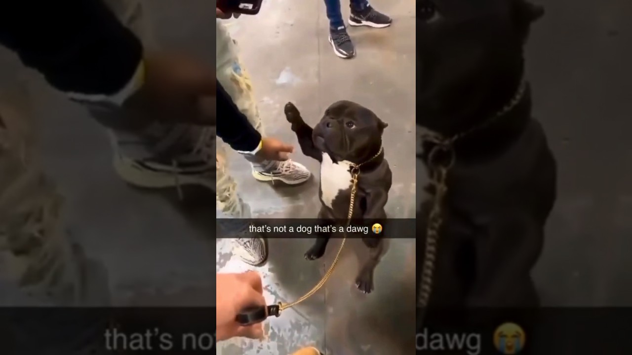 What’s up dawg? 😆 🐶 #meme #lol #viralvideo #funny #dog #standup # ...