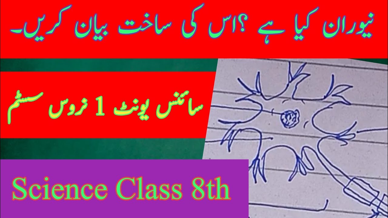 Neuron And It's Structure | Science Class 8th | Nervous System | Unit ...